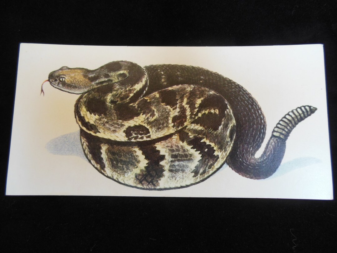 Vintage Reptile Flash Card Color Decor Paper Ephemera Timber ...