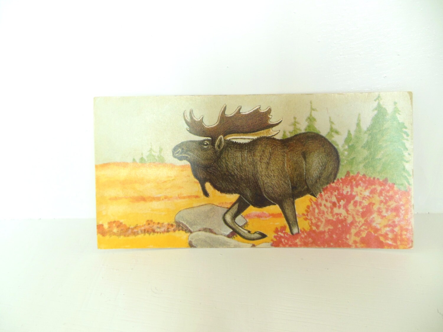 Vintage Mammal Flash Card Color Paper Ephemera Moose 60's - Etsy