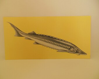 Vintage Fish Flash Card Color Decor Paper Ephhemera Brook Stickleback ...