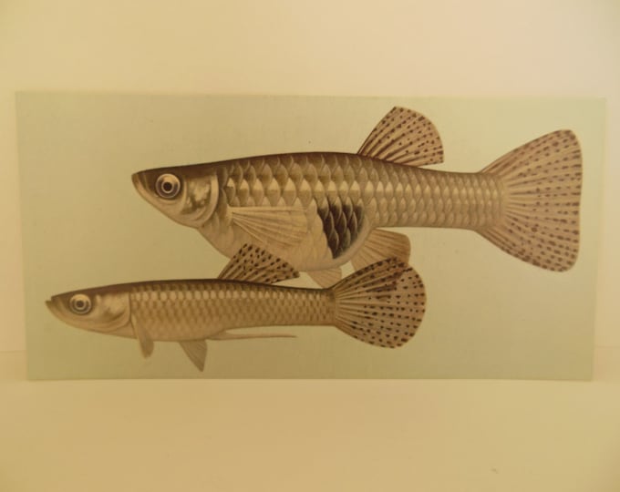 Vintage Fish Flash Card Color Decor Paper Ephemera - Etsy