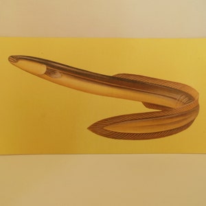 Vintage Fish Flash Card Color Decor Paper Ephhemea American Eel 1960's ...