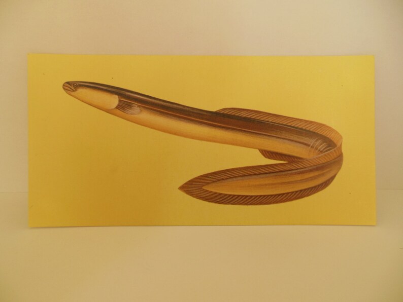 Vintage Fish Flash Card Color Decor Paper Ephhemea American | Etsy