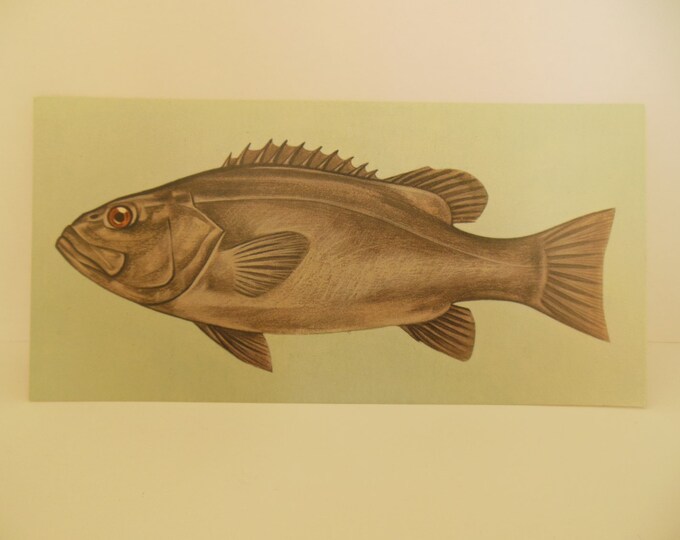 Vintage Fish Flash Card Color Decor Paper Ephhemera Giant Sea - Etsy