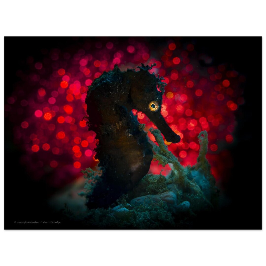 Evil Sea Horse – Fine Art Print | Deep Sea Creature Art - Etsy