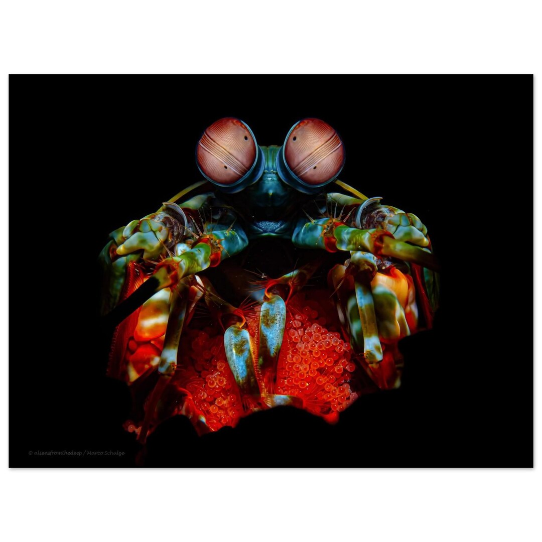 Mantis Shrimp Mother – Fine Art Print | Deep Sea Creature Art - Etsy