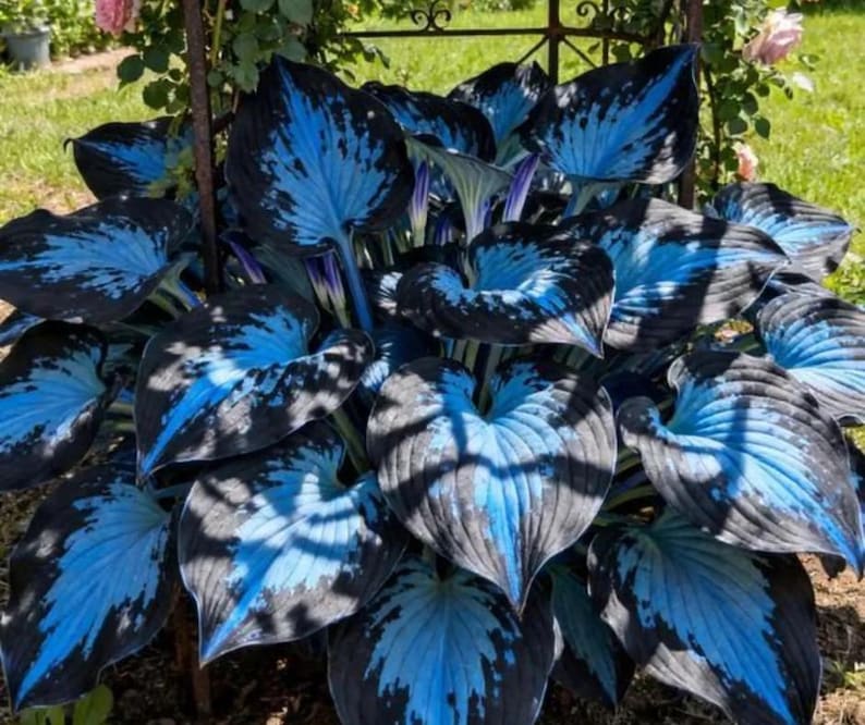 Blue Black Hosta Seeds | Rare Shade Perennial, Pollinator Friendly - Etsy