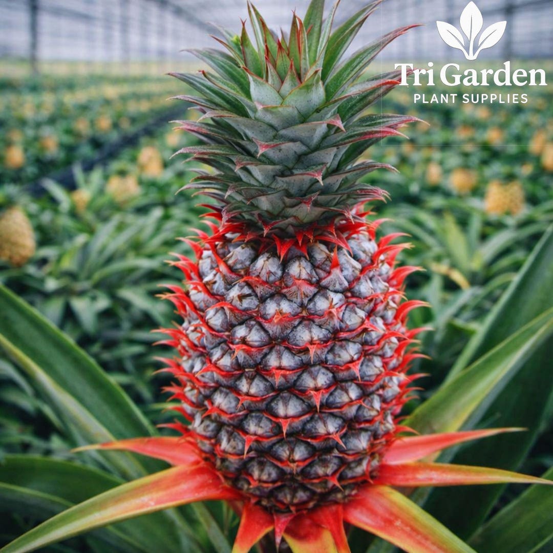 Florida Special Pineapple Plant – Live Starter • Sweet Tropical Fruit ...