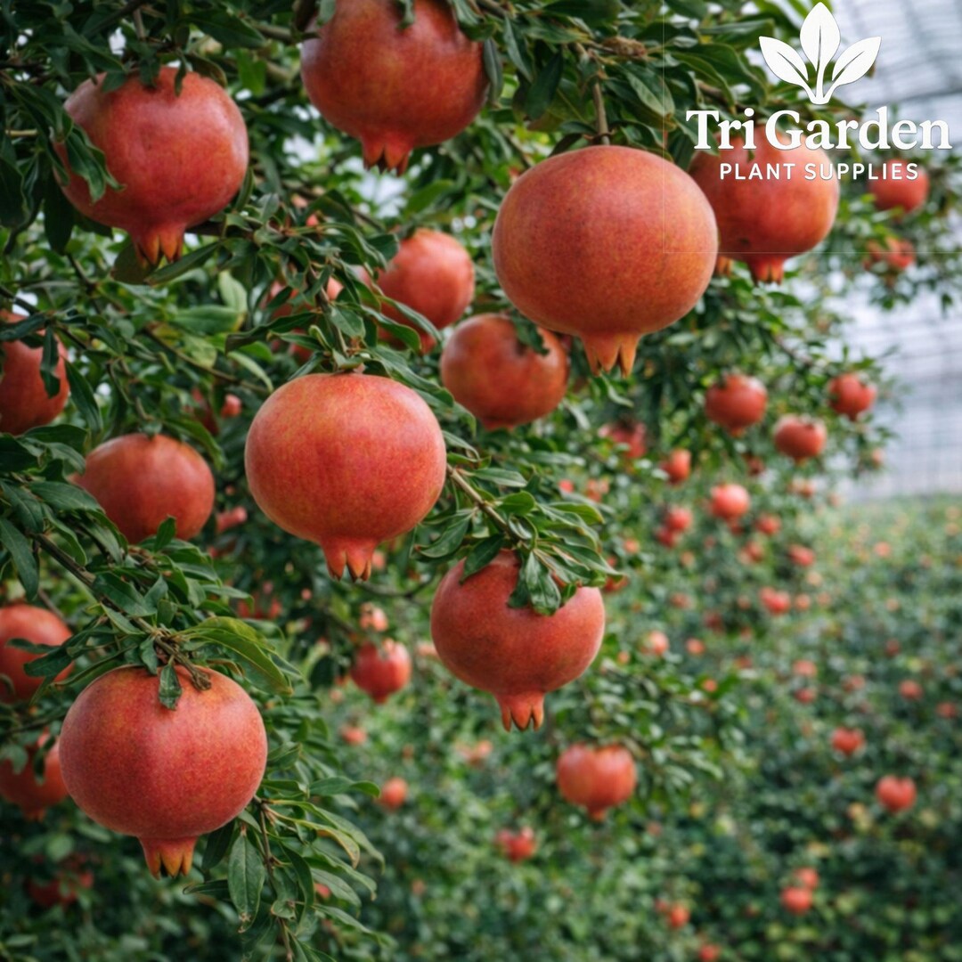 Salavatski Pomegranate Tree Live Plant – Cold Hardy Fruit Tree – Sweet ...