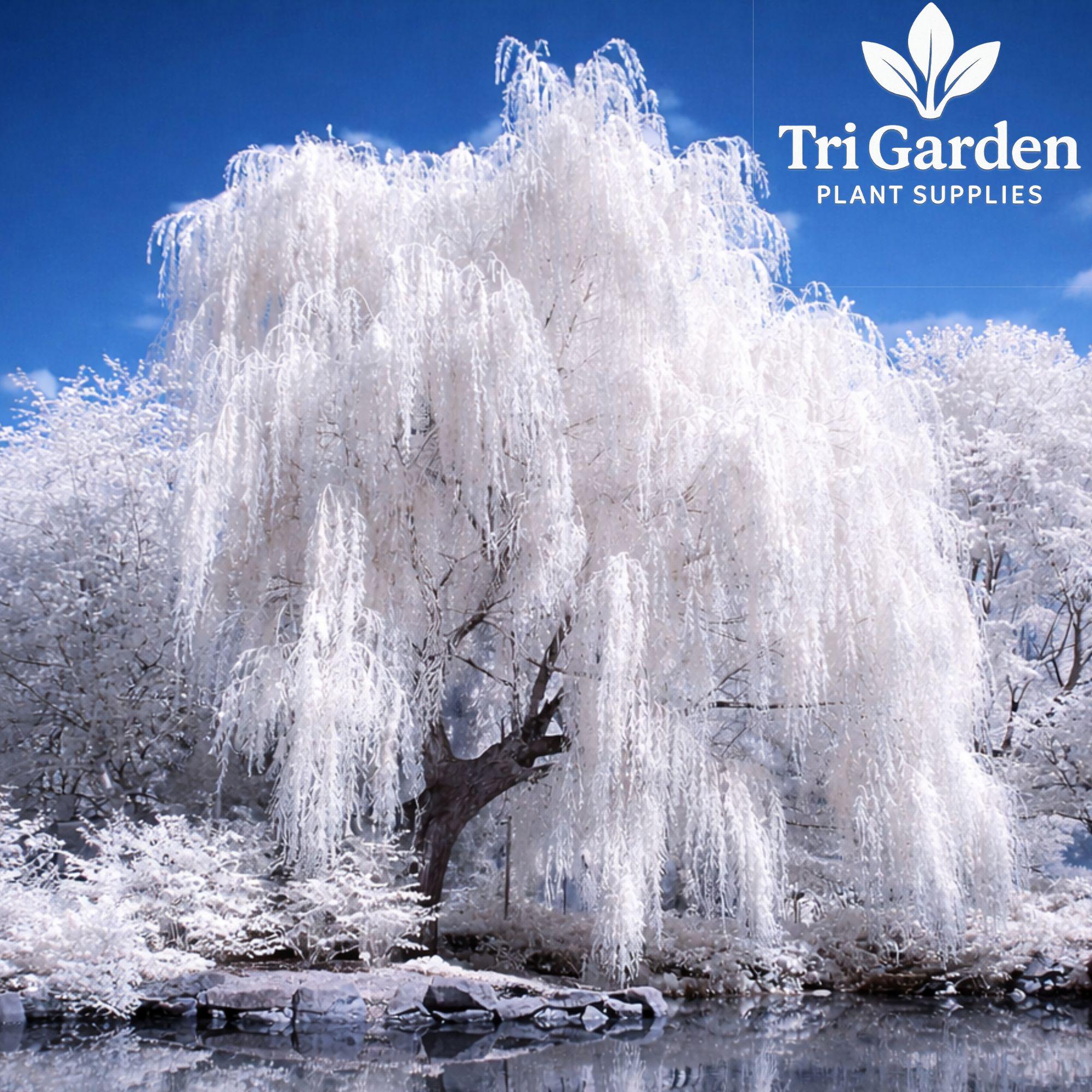 White Willow Tree Cutting – Silver Leaves That Shimmer in Sun ...