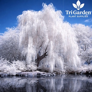 White Willow Tree Cutting – Silver Leaves That Shimmer in Sun ...