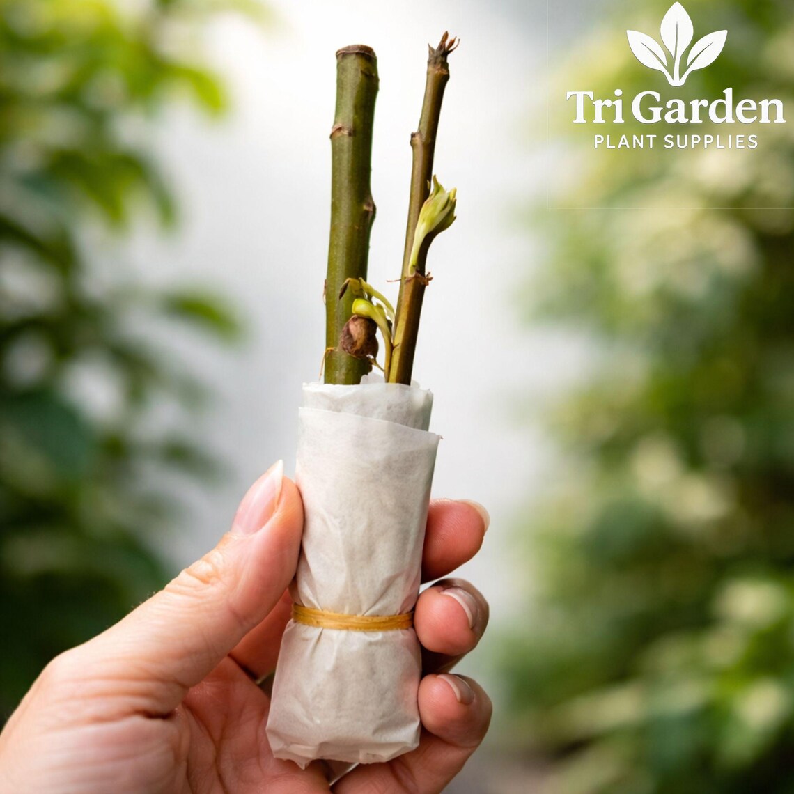 White Willow Tree Cutting – Silver Leaves That Shimmer in Sun ...