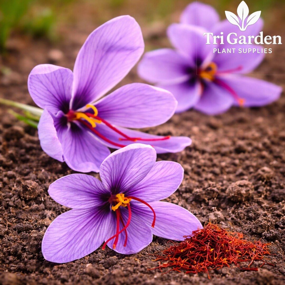 Saffron Crocus Bulbs 10 Pack | Crocus Sativus | Rare Spice Flower ...