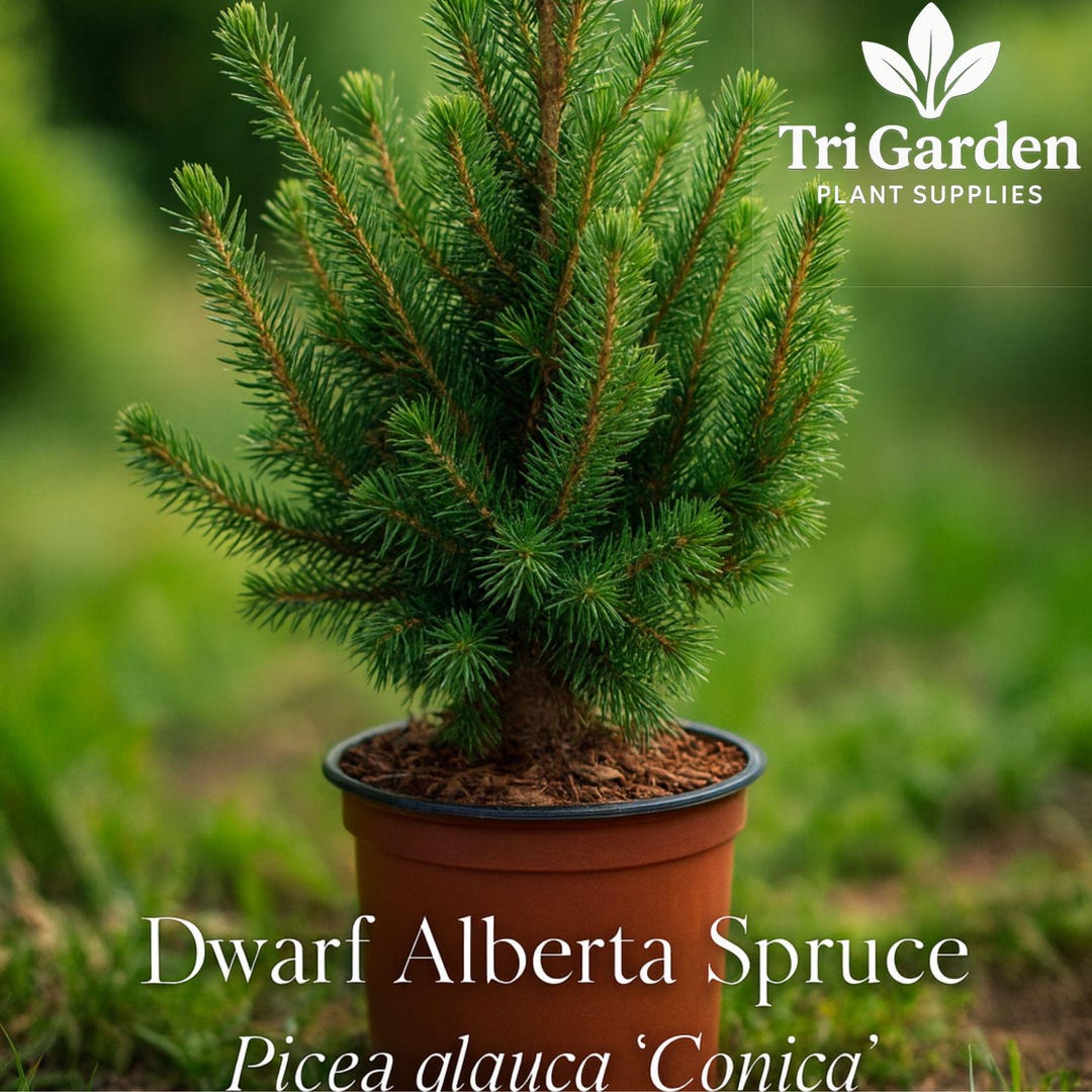 Dwarf Alberta Spruce – Picea Glauca Conica – Live Evergreen Tree – 4 ...
