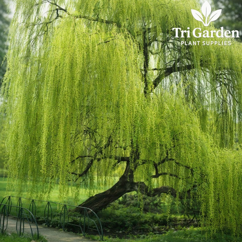 5 Weeping Willow Tree Cuttings | Bright Green Willow | Fast Growing ...