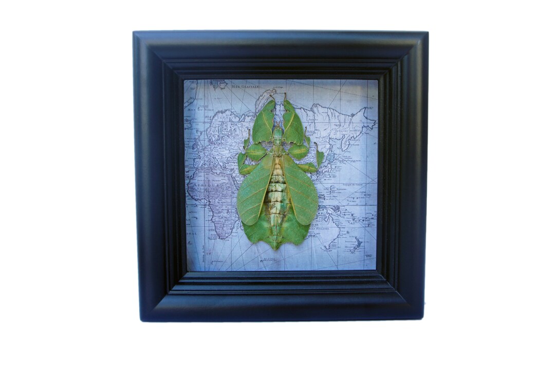 Real Framed Leaf Insect on a Map | Leaf Bug Display | Insect Taxidermy ...