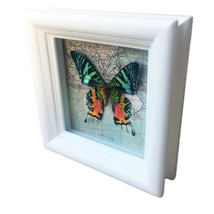 Real Framed Sunset Moth on a Map | Sunset Moth Framed Display | Insect ...