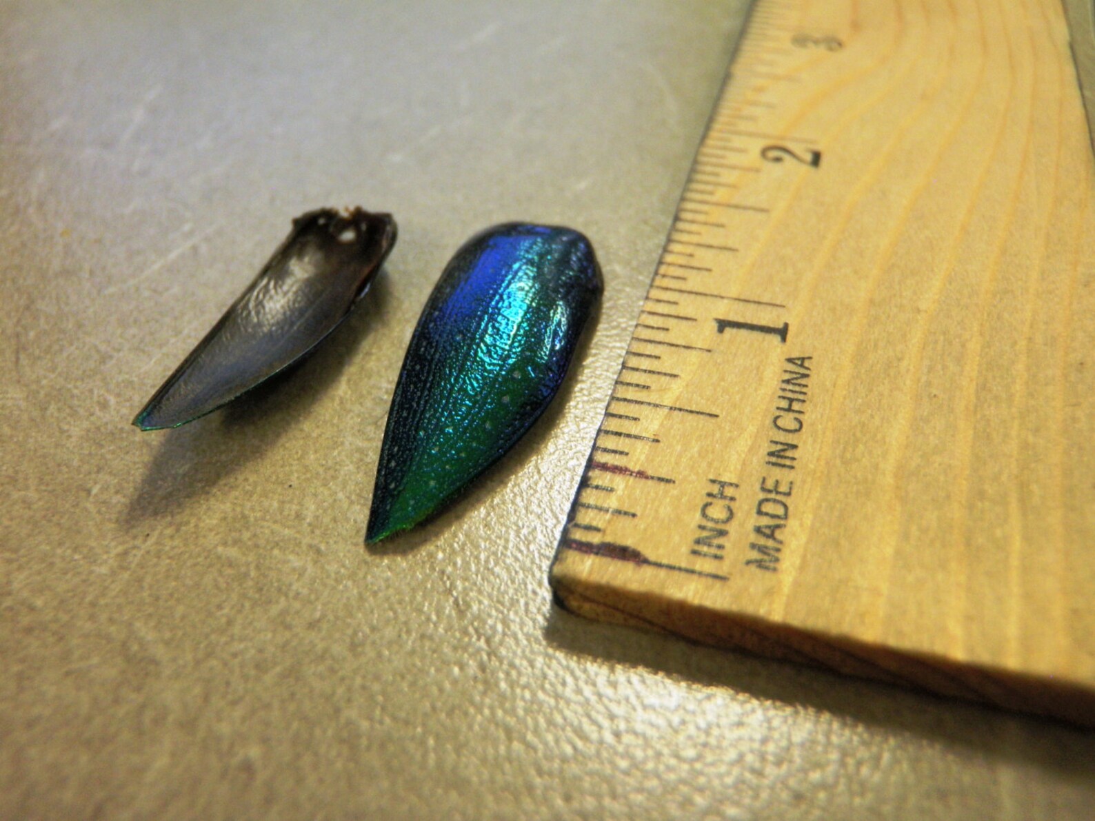 500 Real Elytra Beetle Wing Supplies Elytra Beetle Bug - Etsy