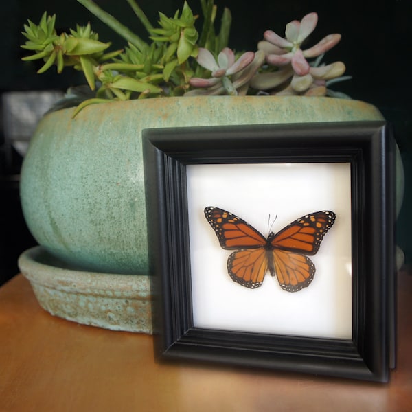 Butterfly Display - Etsy