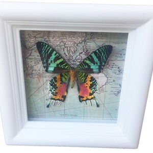 Real Framed Sunset Moth on a Map | Sunset Moth Framed Display | Insect ...