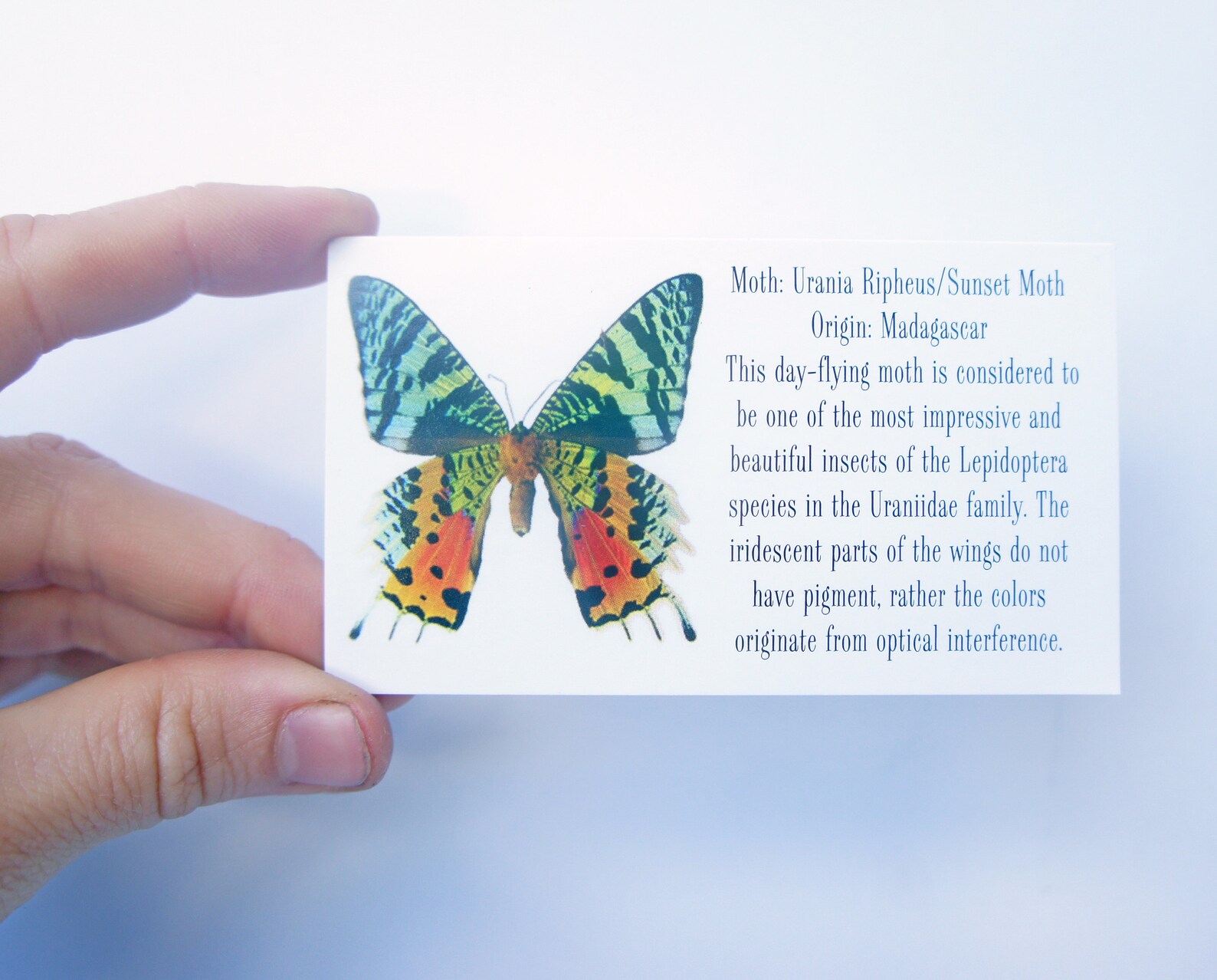 Real Framed Sunset Moth on a Map | Sunset Moth Framed Display | Insect ...