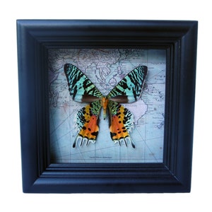 Real Framed Sunset Moth on a Map | Sunset Moth Framed Display | Insect ...