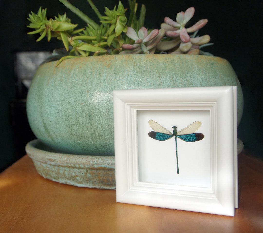 Framed Real Damselfly Taxidermy Display | Insect Framed Art | Dragonfly ...