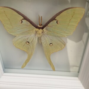 Real Luna Moth Taxidermy Butterfly Moth Framed Art - Etsy