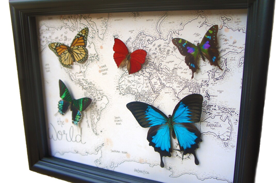Framed Real Butterflies on World Map Shadowbox | Insect Taxidermy Art ...