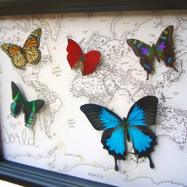 Butterfly Display - Etsy