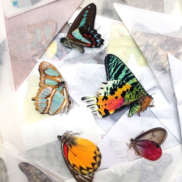 Dried Butterflies - Etsy