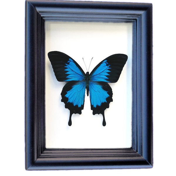 Butterfly Display - Etsy