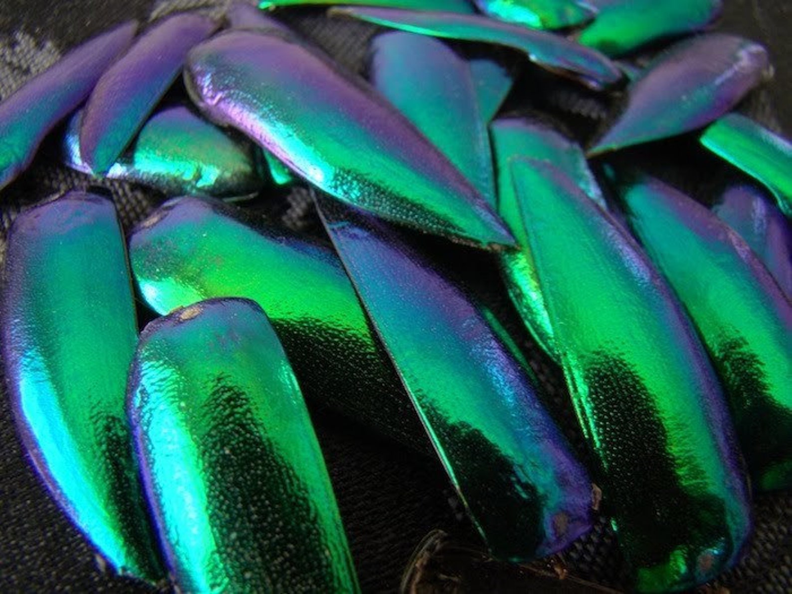 500 Real Elytra Beetle Wing Supplies Elytra Beetle Bug - Etsy