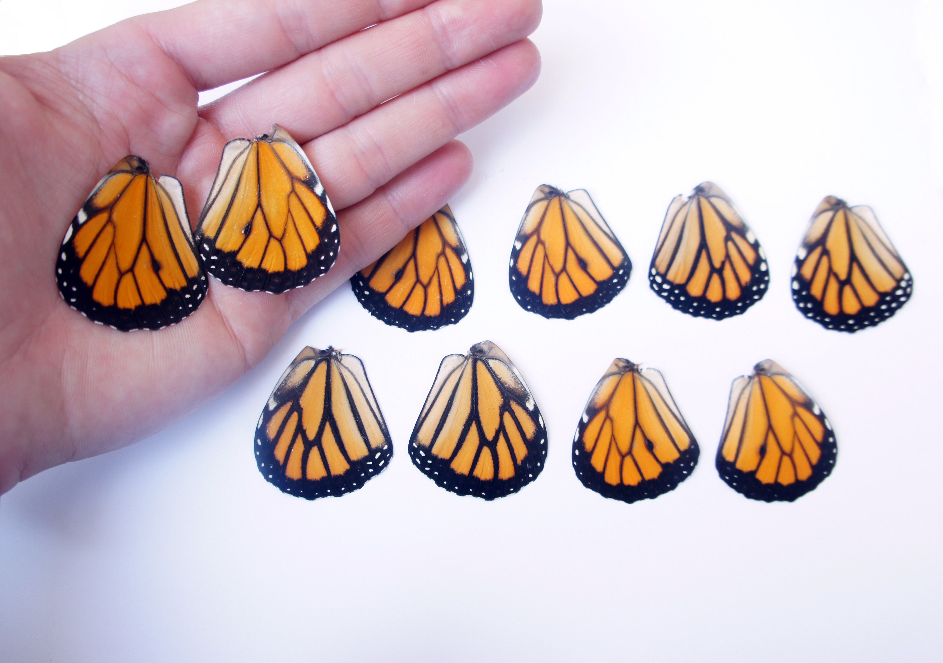 Real Monarch Butterfly Wings for Crafting Monarch Butterlfy - Etsy