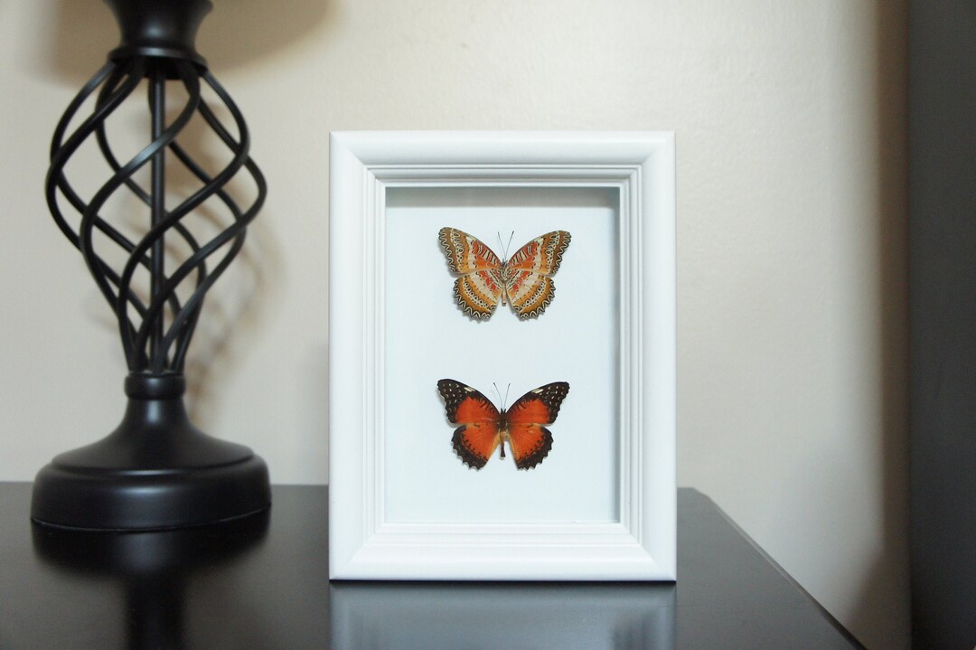 Framed Real Butterfly Collection | Mounted Butterfly Display | Cethosia ...
