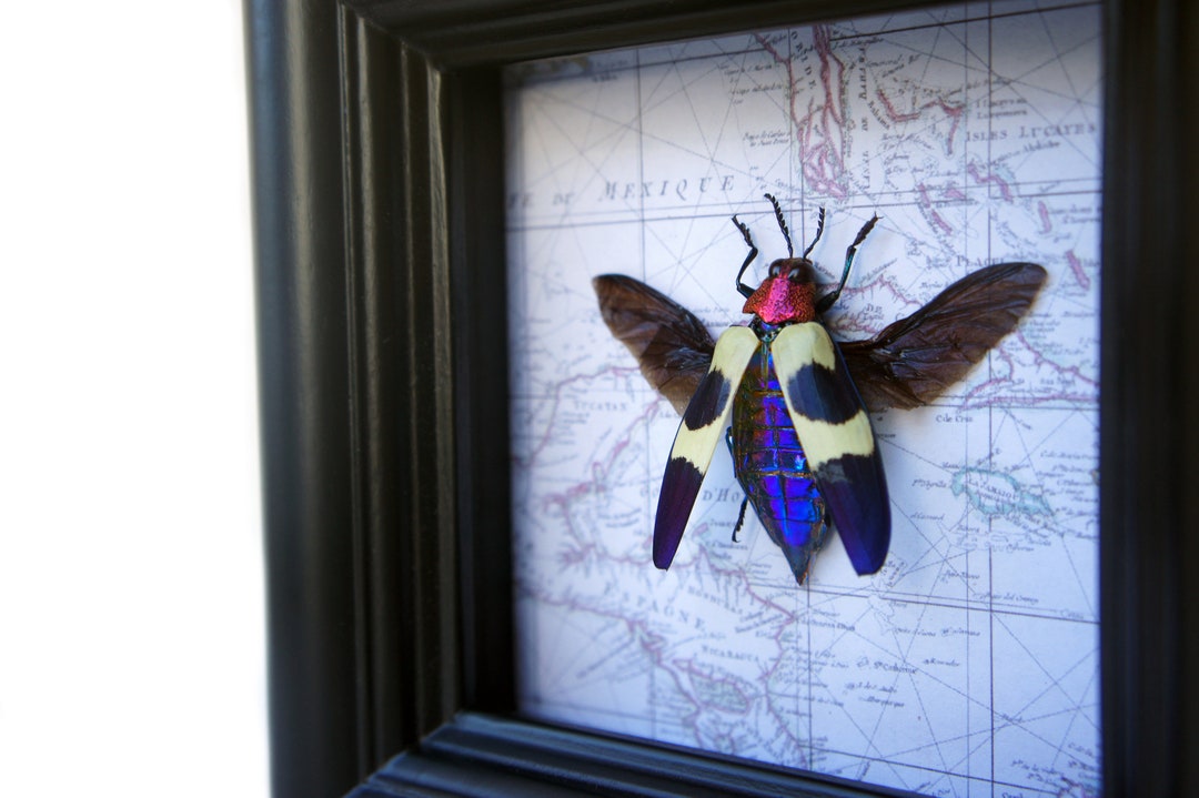 Framed Real Insect on Map | Chrysochroa Buqueti Rugicollis | Insect ...