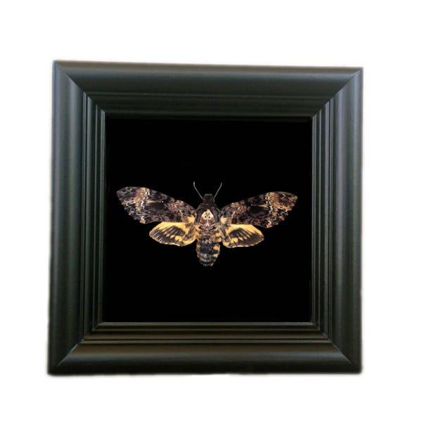 Death Moth - Etsy