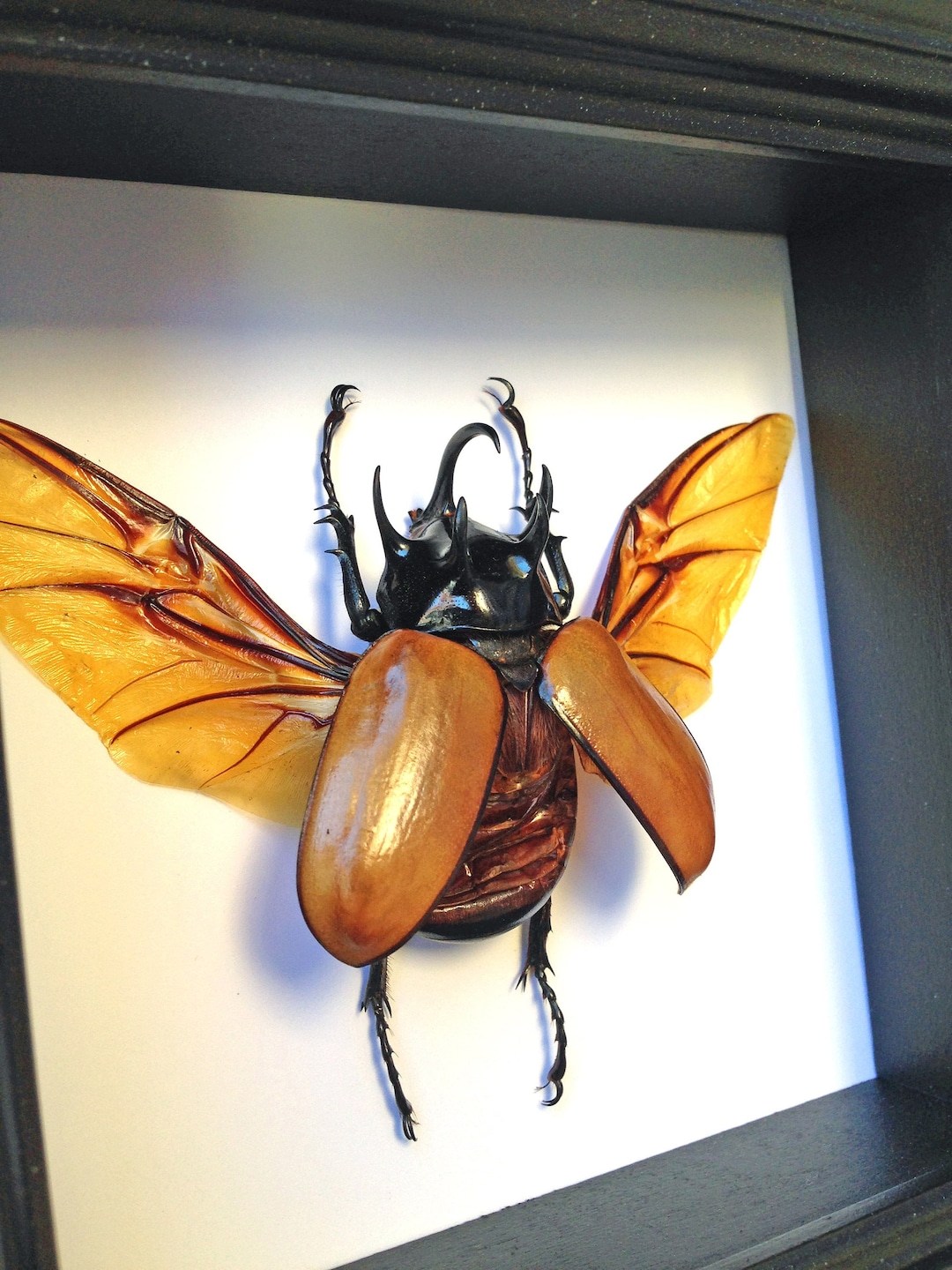 Framed Beetle Taxidermy Display | Preserved Beetle in Frame | Insect ...