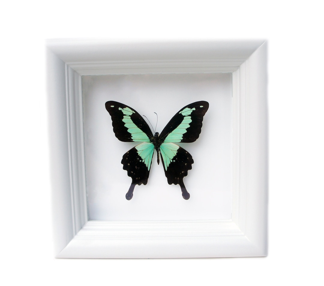 Framed Real Butterfly Display | Green and Black Mounted Butterfly in ...