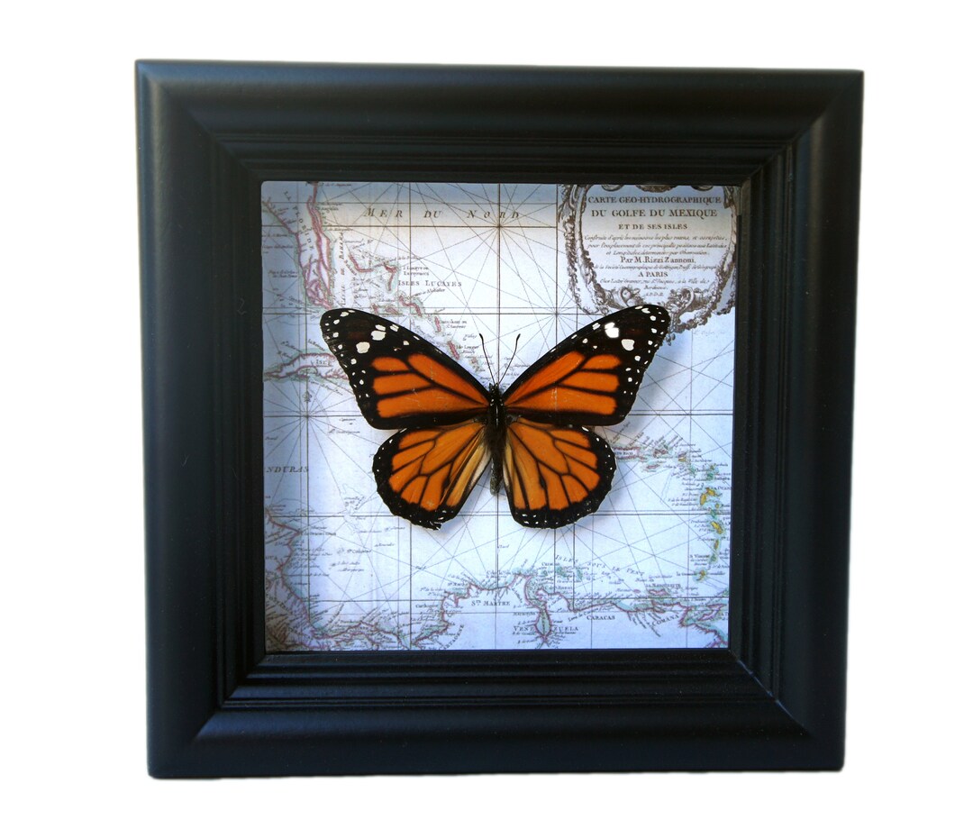 Framed Real Butterfly on Map | Framed Monarch Butterfly Display ...