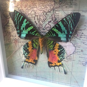 Real Framed Sunset Moth on a Map | Sunset Moth Framed Display | Insect ...