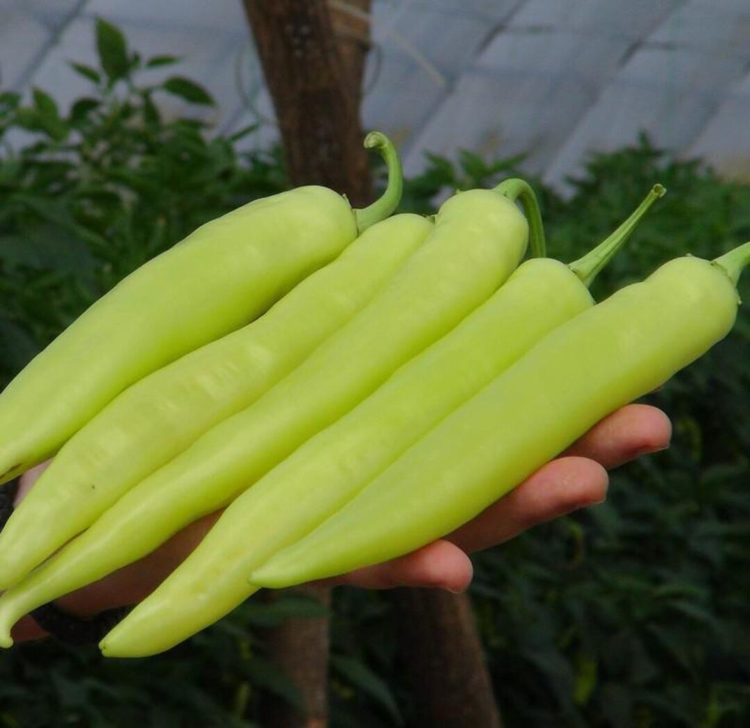 Sementes de pimentão doce Peleus – Colheita precoce, fruto cônico verde ...