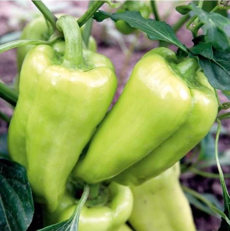 Sementes de pimentão doce Peleus – Colheita precoce, fruto cônico verde ...