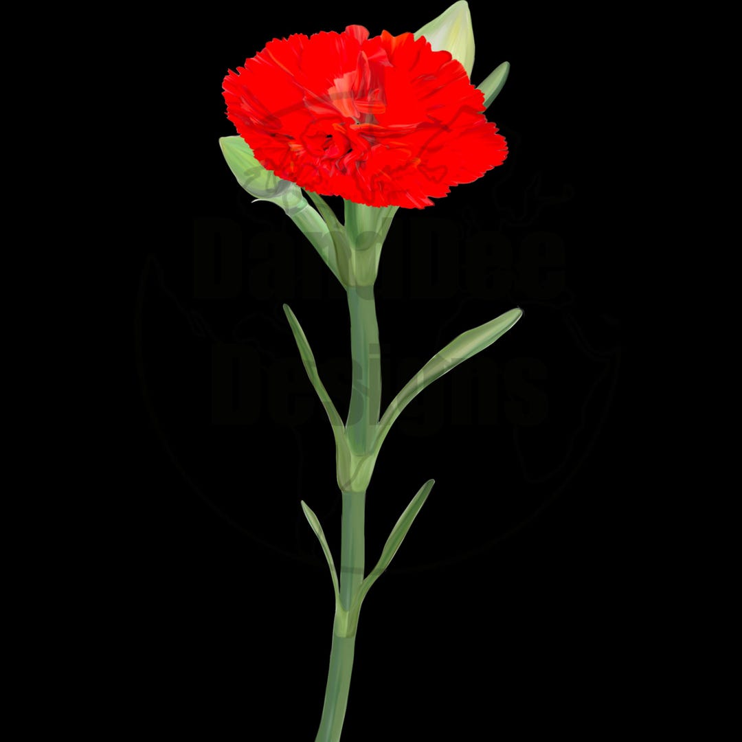 January Birth Flower, Carnation - Etsy