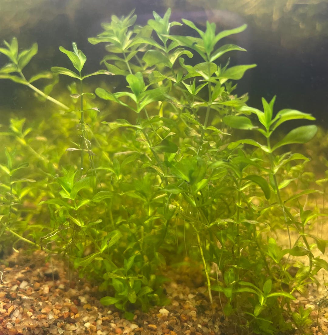 10 Stems Pearlweed (hemianthus Micranthemoides) Live Aquatic Plant ...