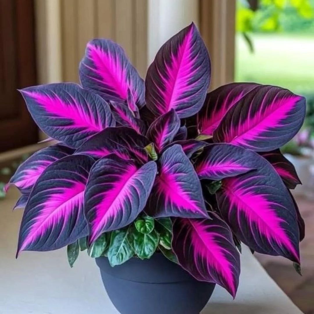 Purple Tip Calathea Seeds | 15+ Exotic Indoor Plant | Low Light ...