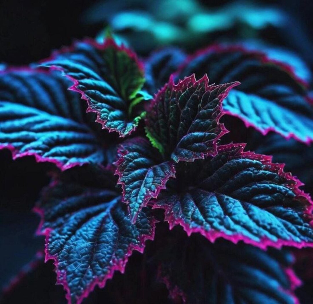 25+ Coleus Seeds – Rare Blue Black Green Foliage | Unique Garden Accent ...