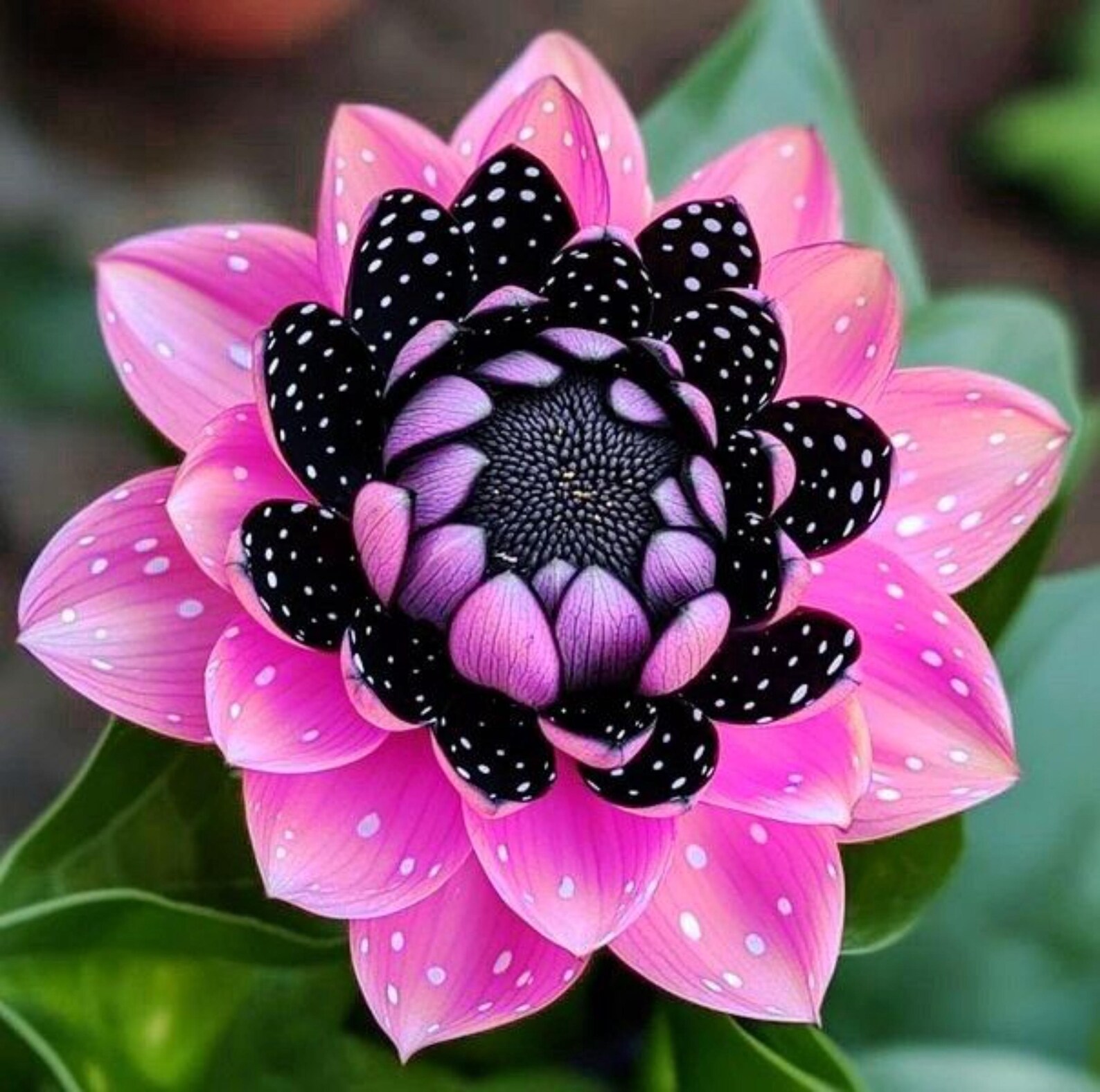 Zinnia Seeds Mix – Colorful Zinnia Elegans Garden Flowers - Etsy
