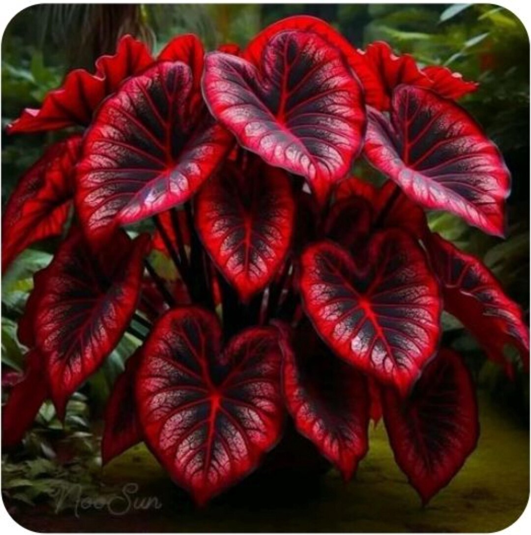 Florida Cardinal Caladium Bulbs for Planting – Fancy Color Shade Plant ...