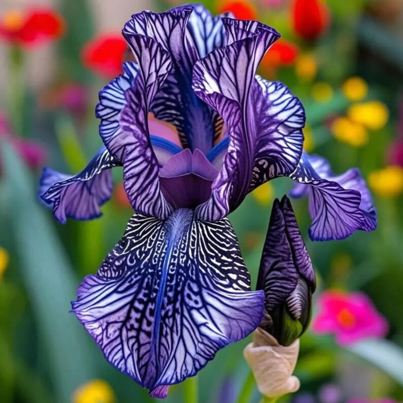 Rare Heirloom Iris Seeds | Multi-color Garden Blooms | Hand-selected ...