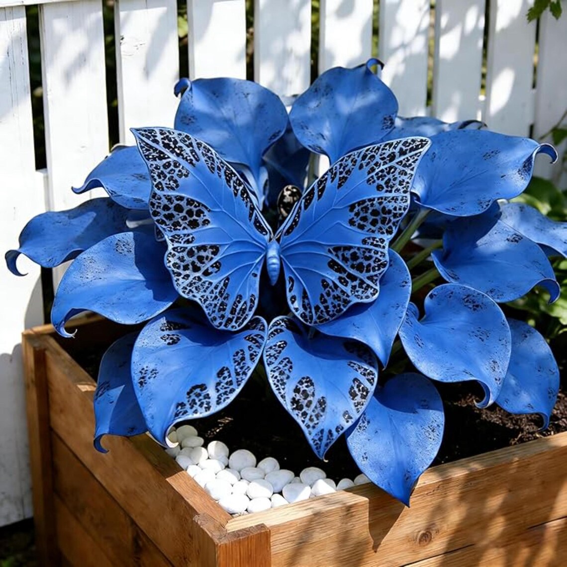 Blue Butterfly Hosta Seeds – Rare Shade Perennial - Etsy